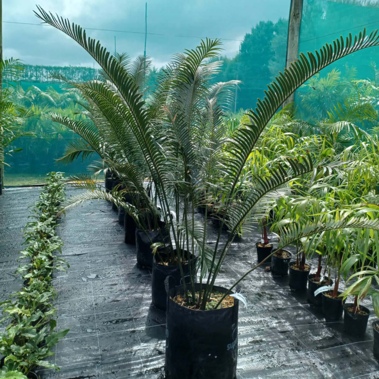 Buy large Cycads - Matakana Palms NZ