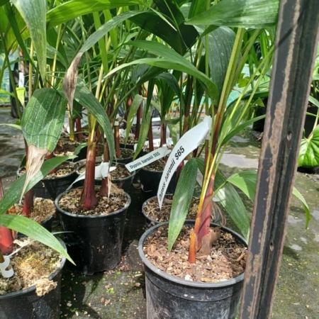 Buy Sugar Cane Palm, Dypsis Baronii - Matakana Palms NZ