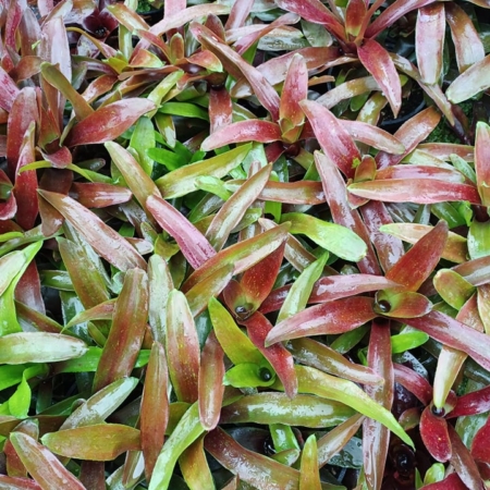 Reo Red - Matakana Palms