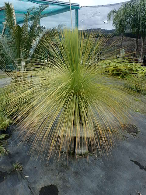Australian Grass Tree - Xanthorrhoea Johnsonii - Matakana Palms