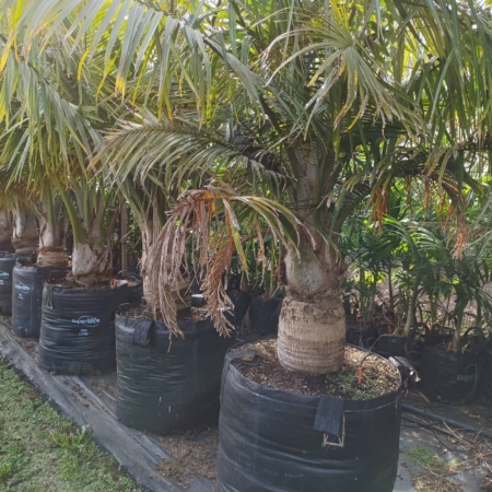 Buy Sugar Cane Palm, Dypsis Baronii - Matakana Palms NZ