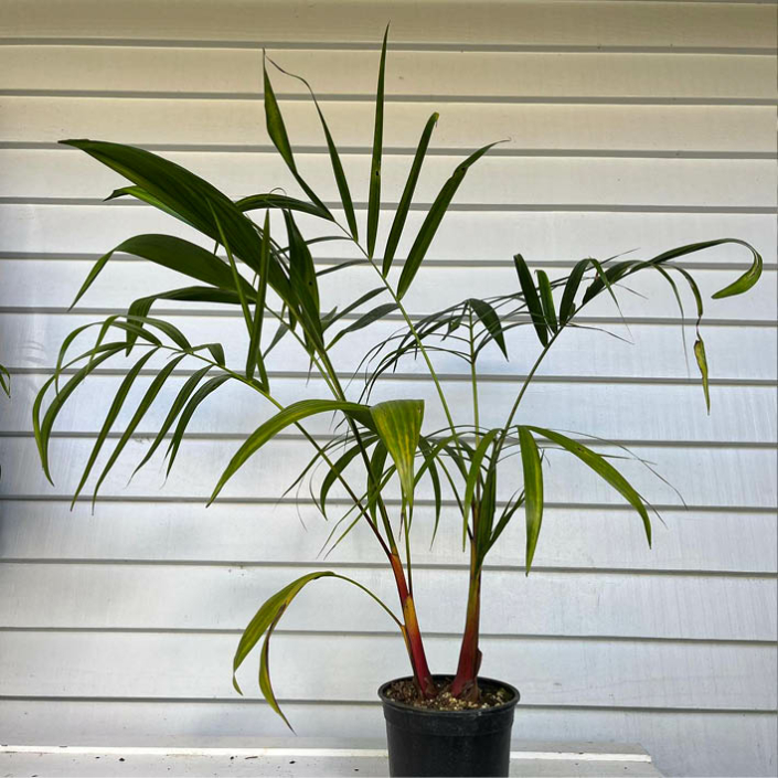 Buy Sugar Cane Palm, Dypsis Baronii - Matakana Palms NZ