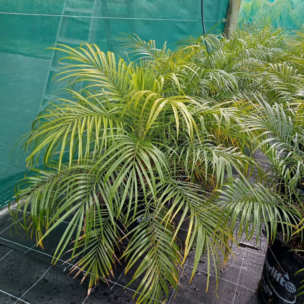 Kermadec Nikau – Rhopalostylis cheesemanii - Matakana Palms NZ