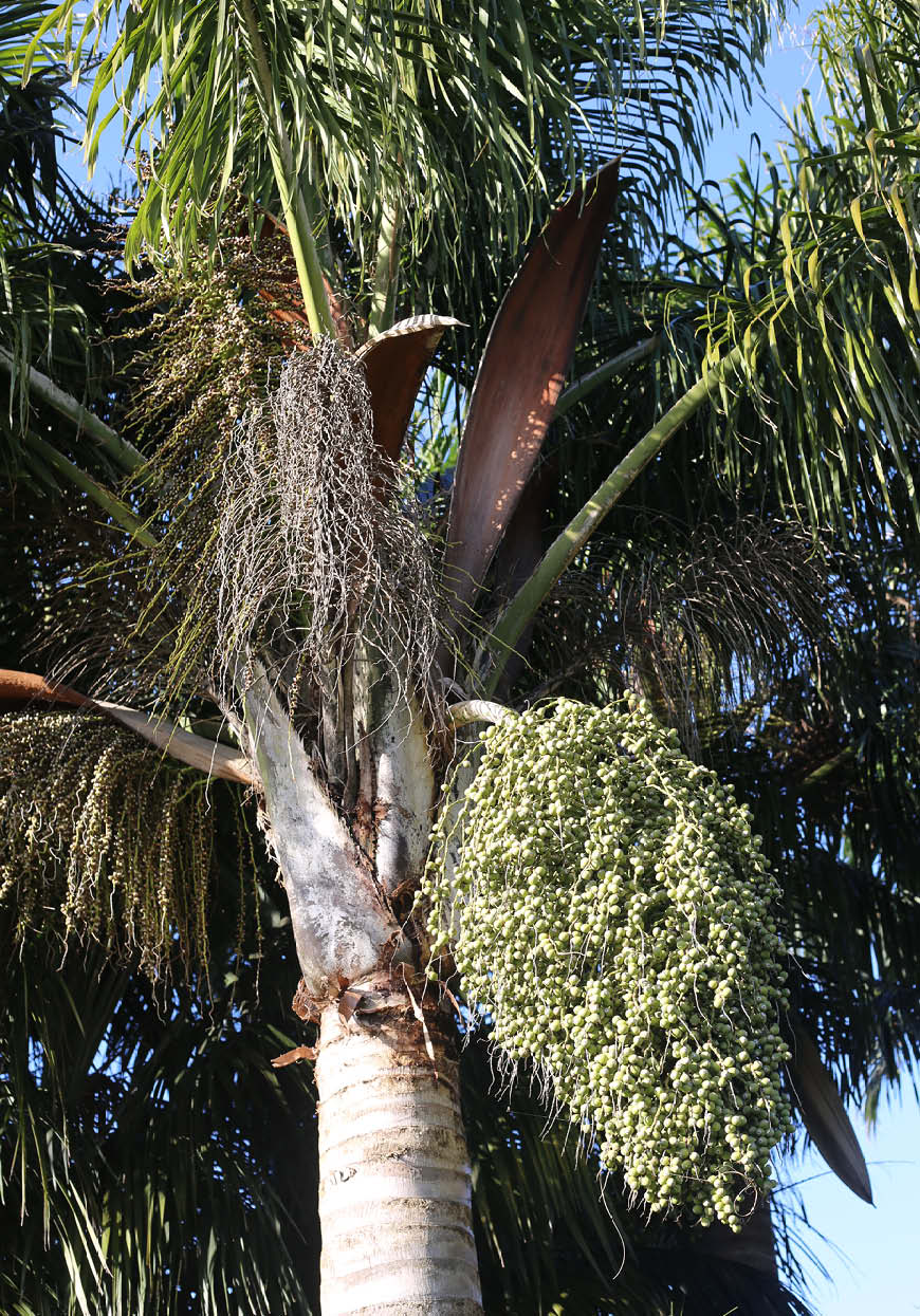 Queen Palm – Syagrus romanzoffiana - Matakana Palms