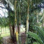 Buy Sugar Cane Palm, Dypsis Baronii - Matakana Palms NZ