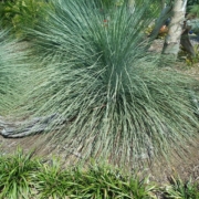 Australian Grass Tree - Xanthorrhoea Glauca - Blue - Matakana Palms