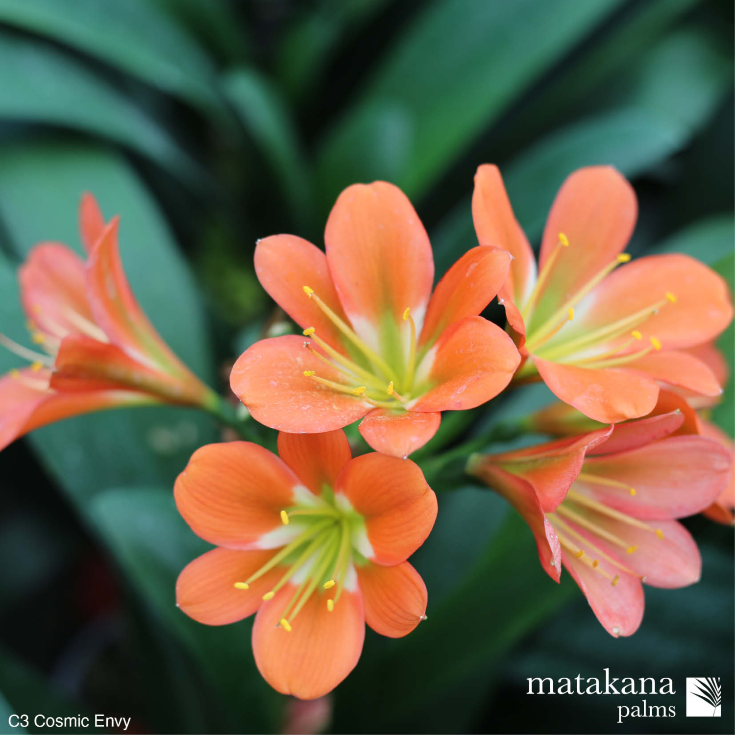 Buy yellow clivia online - Matakana Palms NZ
