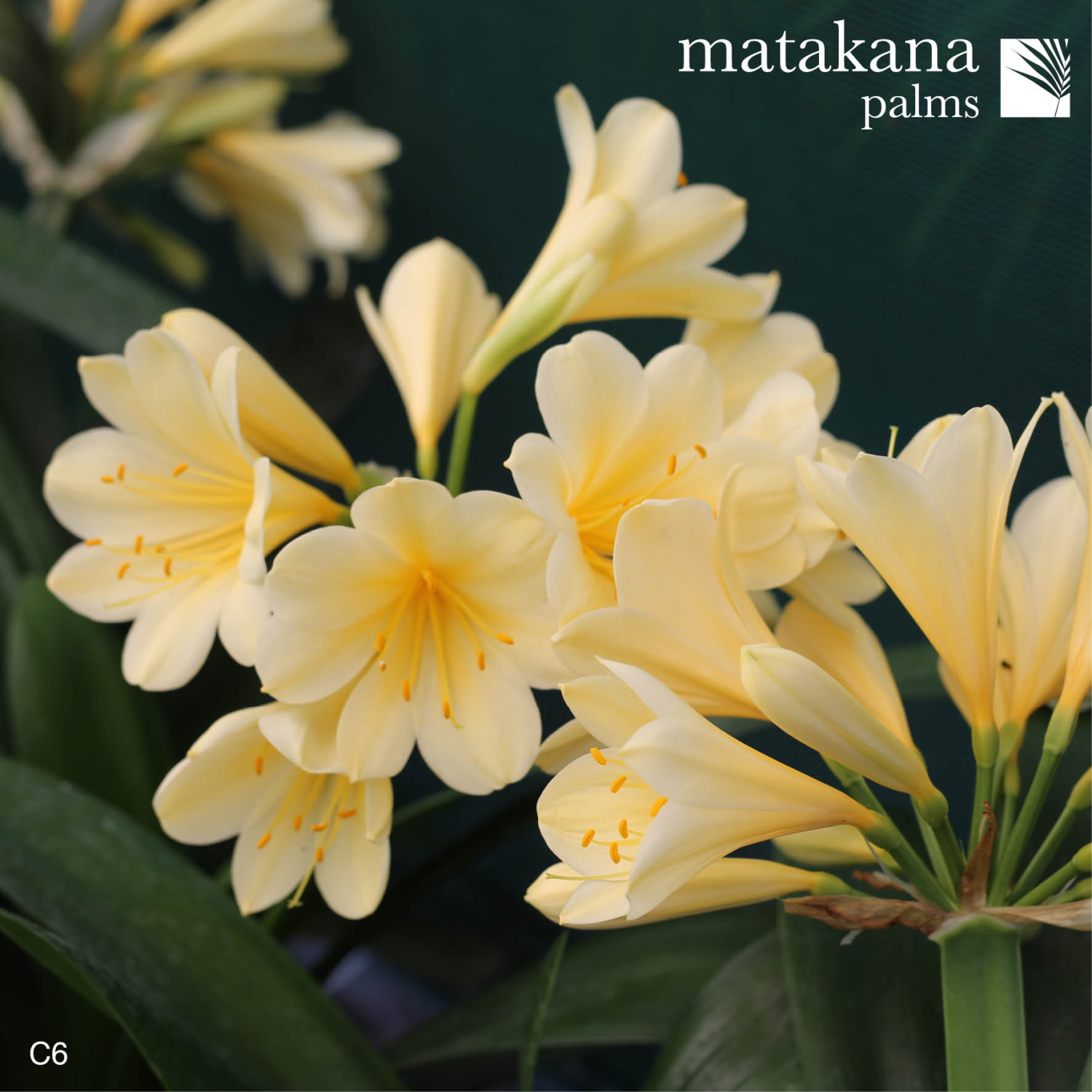 Buy yellow clivia online - Matakana Palms NZ