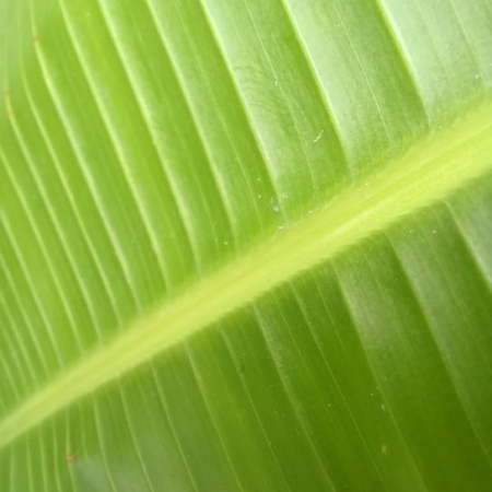 For sale Heliconia Subulata - Matakana Palms NZ