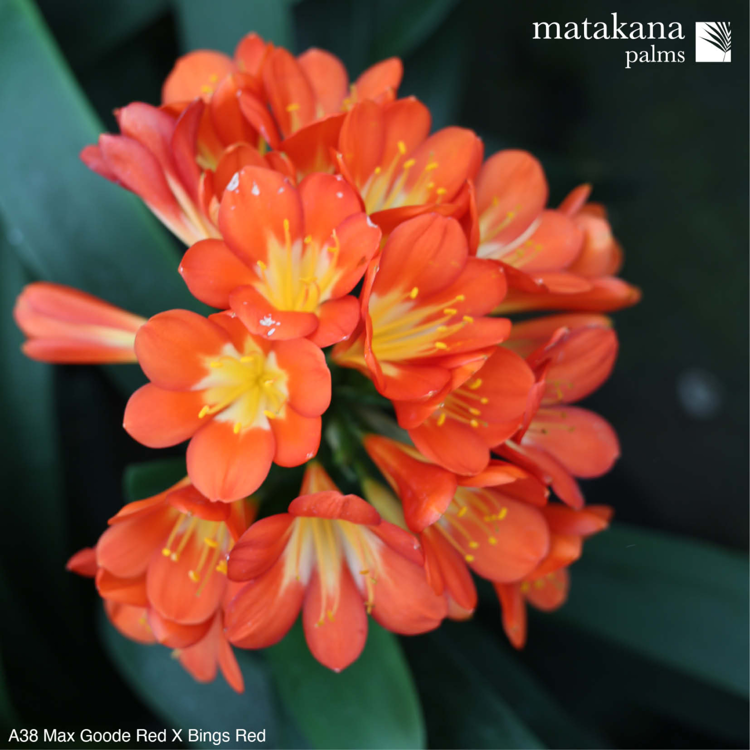 For sale Heliconia Subulata - Matakana Palms NZ