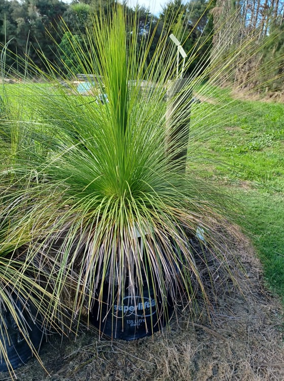 Australian Grass Tree - Xanthorrhoea Johnsonii - Matakana Palms