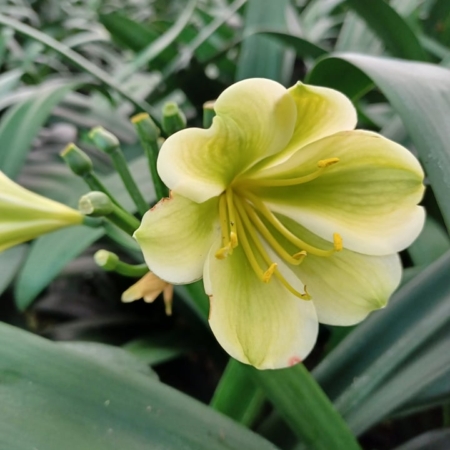 Buy Green Clivia - Cosmic Emerald - Matakana Palms NZ