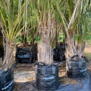 Palms - Matakana Palms - Omaha Flats - New Zealand