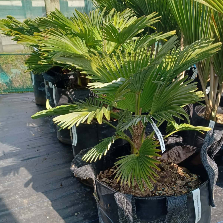 Buy Bamboo Palm - Chamaedorea Costaricana - Matakana Palms NZ