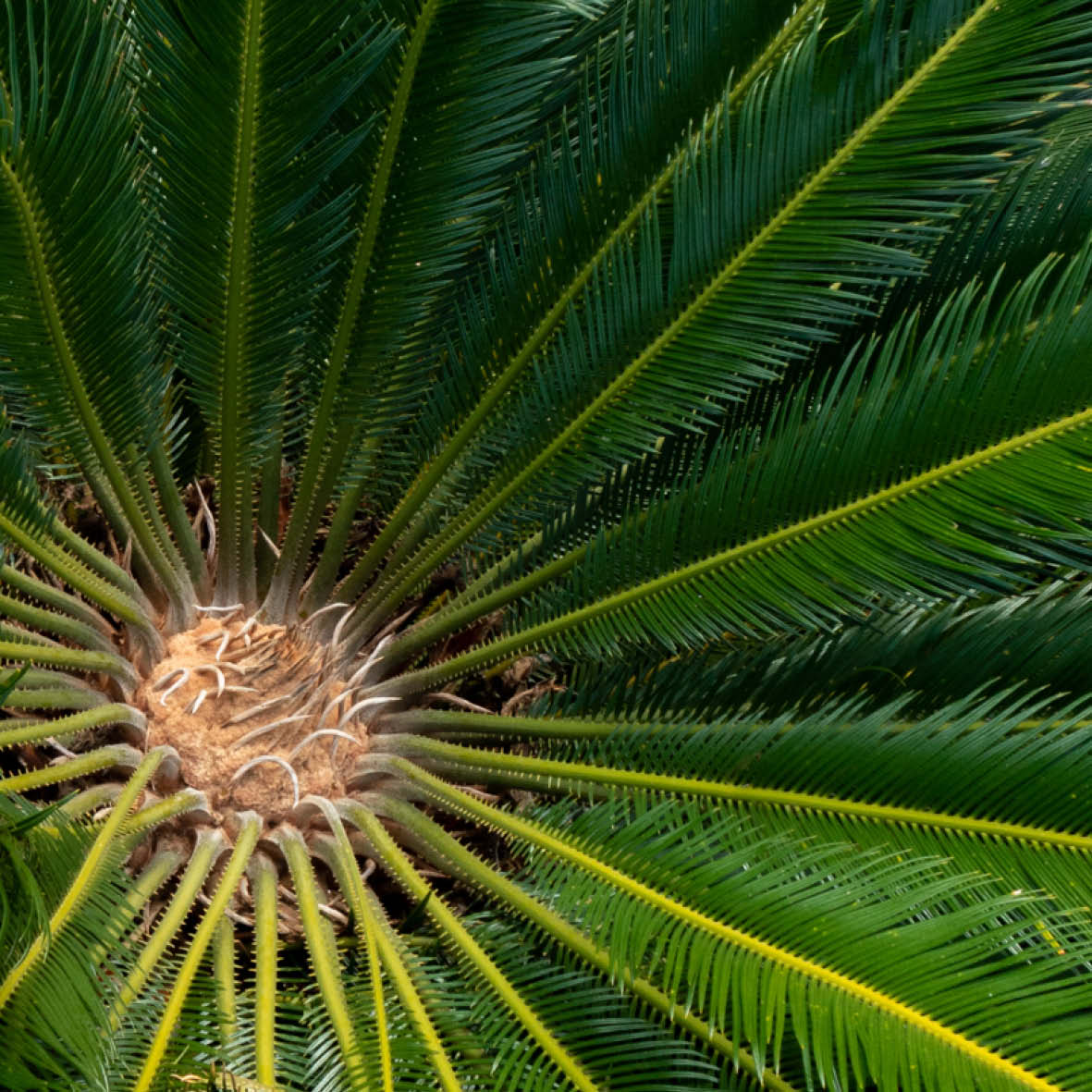 Products - Matakana Palms New Zealand