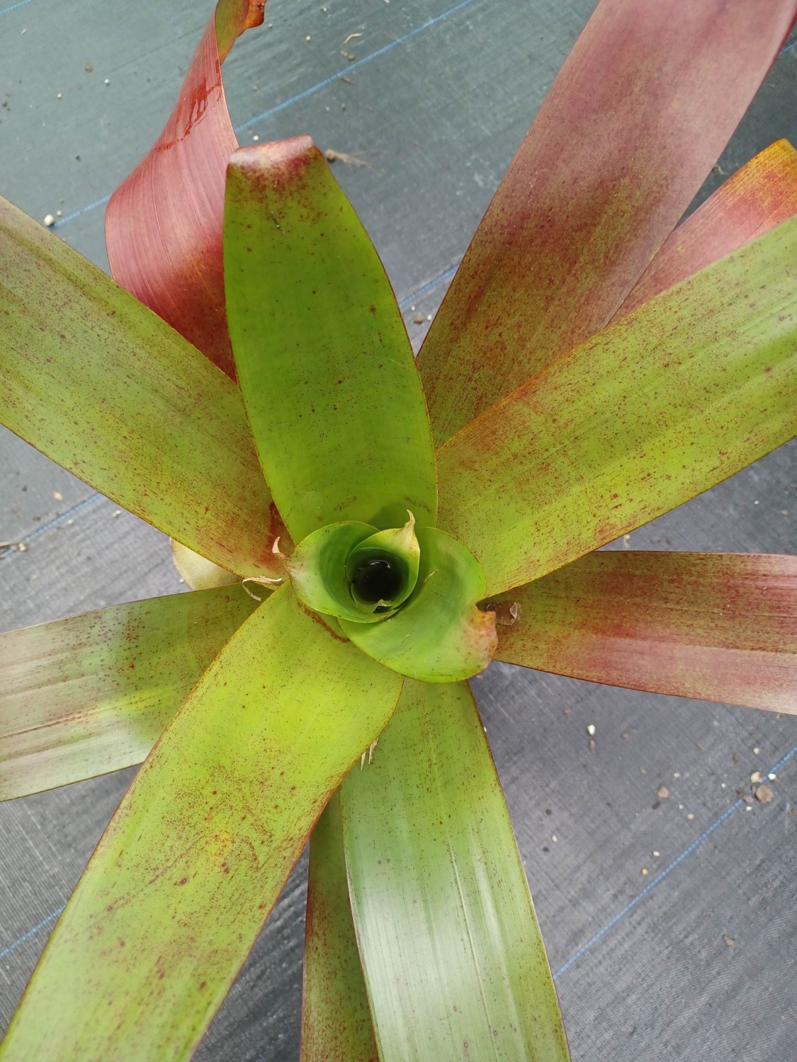 Alcantarea Vinicolour - Matakana Palms