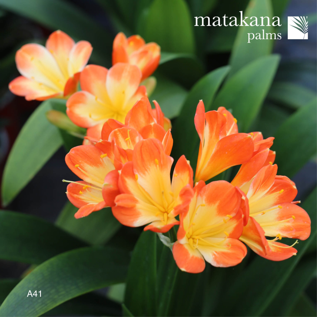 Buy Clivia Plants - Matakana Palms NZ
