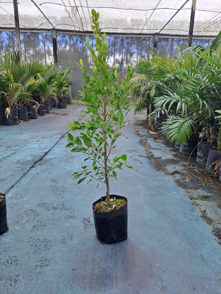 Ficus Tuffy - Matakana Palms