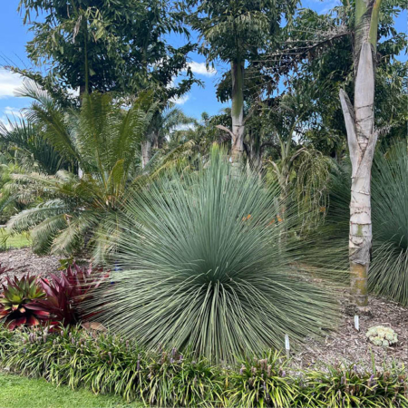 Subtropical Subtropical Plants & Trees - Matakana Palms - New Zealand