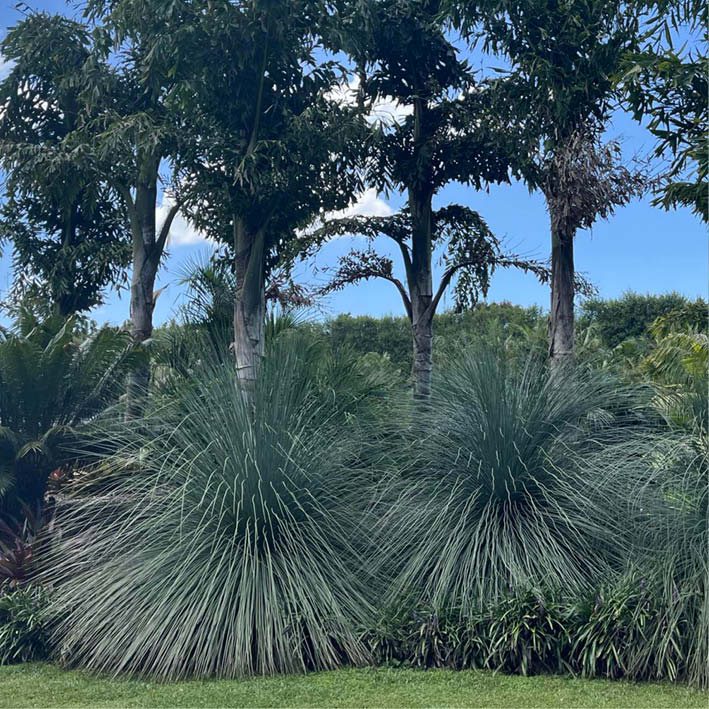 Australian Grass Tree - Xanthorrhoea Glauca - Blue - Matakana Palms
