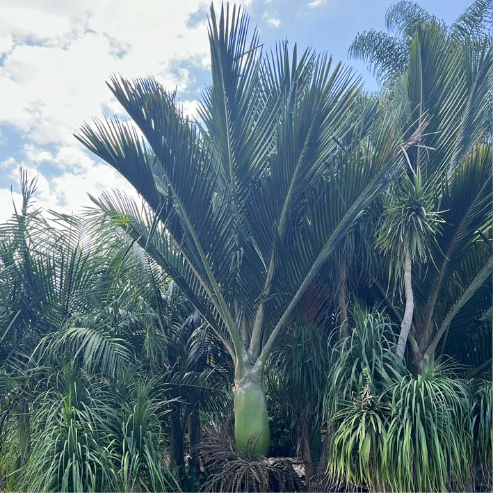 Pitt Island Nikau – Rhopalostylis sapida - Matakana Palms NZ - Buy Nikau