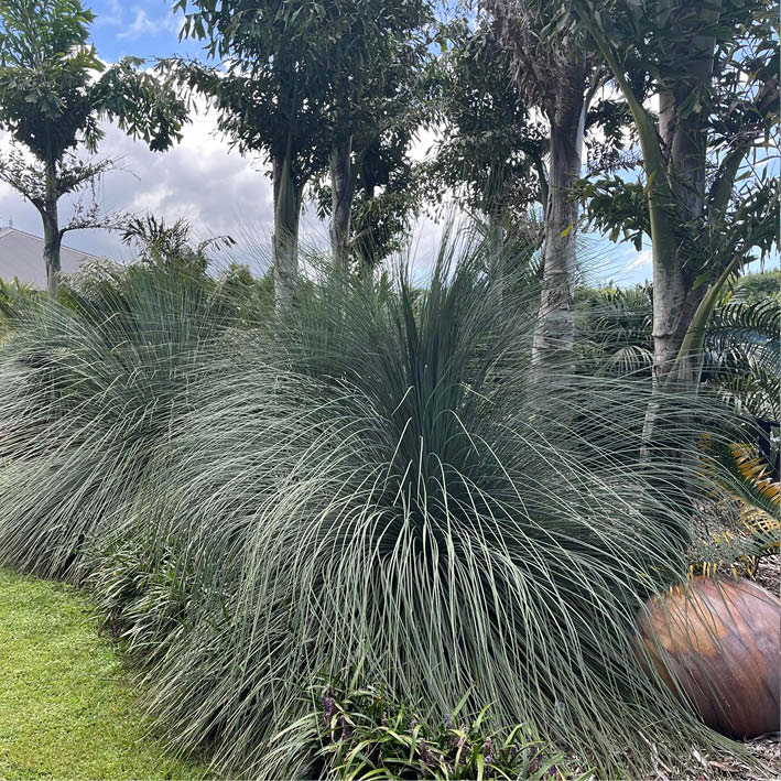 Australian Grass Tree - Xanthorrhoea Glauca - Blue - Matakana Palms