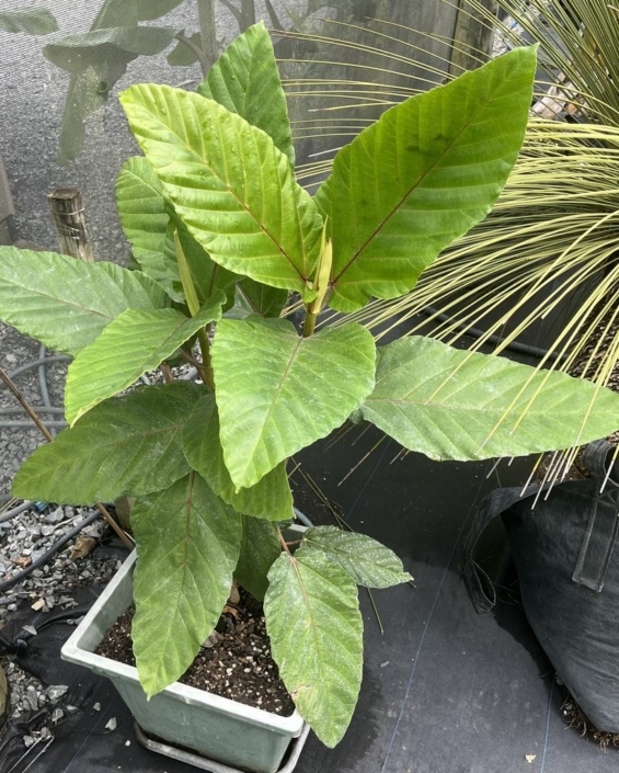 Ficus dammaropsis - Dinner Plate Fig - Matakana Palms