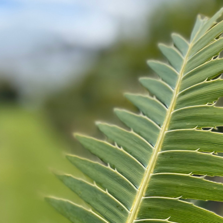 Products - Matakana Palms New Zealand