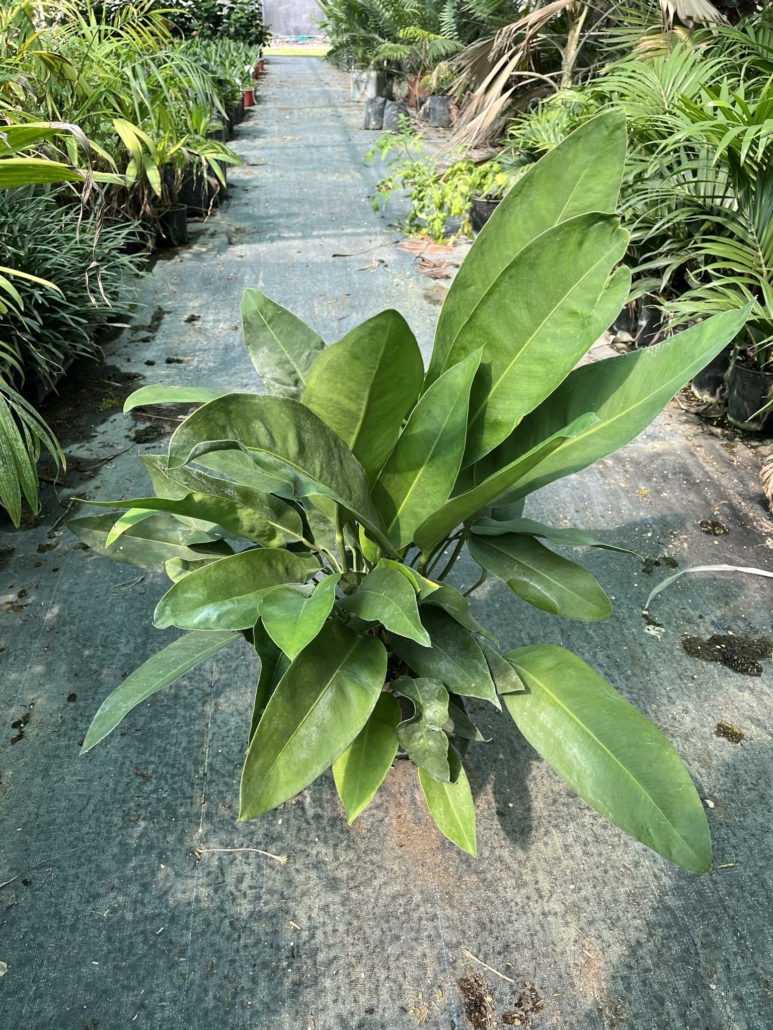 Anthurium Coriaceum -Paddle Leaf - Matakana Palms